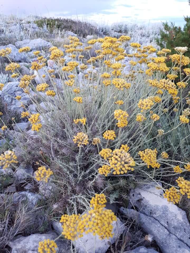 Smilje | Biljni svijet